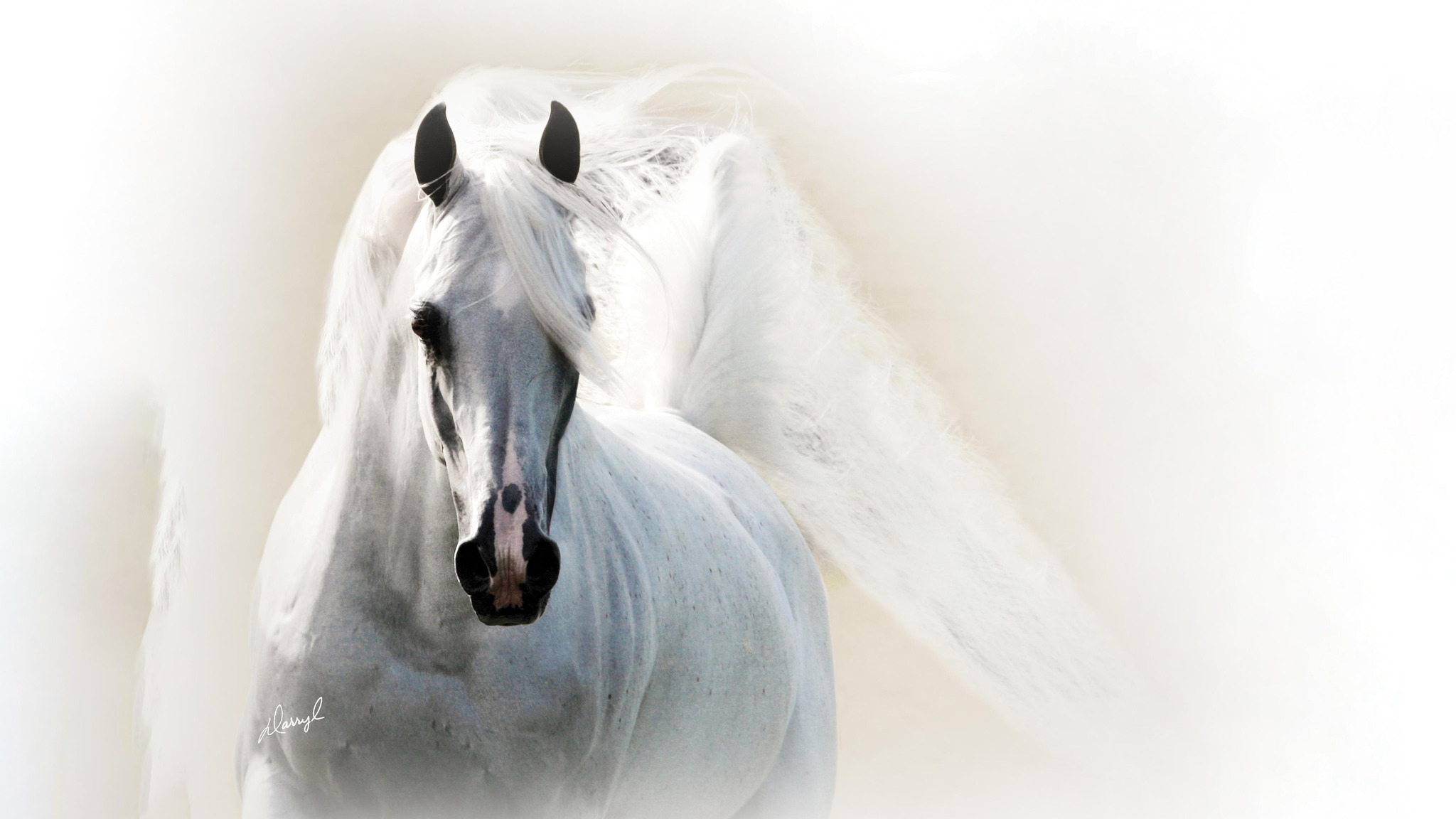 Scottsdale Arabian Horse Show Tickets Single Game Tickets Schedule Scottsdale Arabian Horse Show Tickets Single Game Tickets Schedule