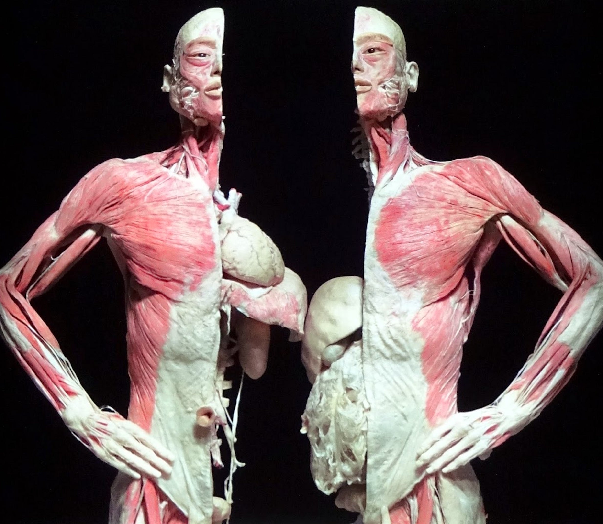 Bodies, the Exhibition Tickets | April 16, 2026 | Las Vegas Events